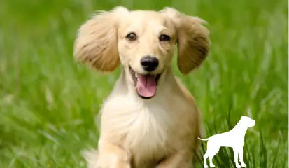 Wat vinden honden leuk om te doen? - Smølke