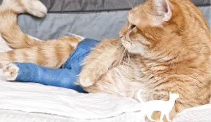 Mijn kat heeft een wond - Smølke